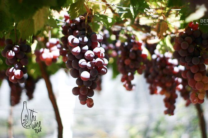 Private wine tasting & wine pairing tours - Practical Tips and Considerations