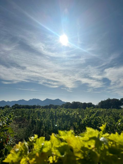 Private wine tastings around Calvi & Île-Rousse - Final Thoughts