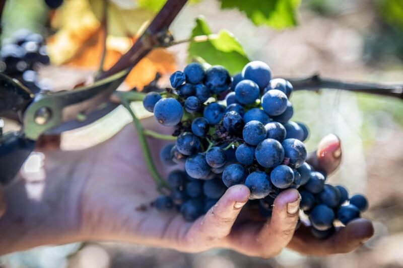 Private Wine Tour in Côte de Nuits and Côte de Beaune - Frequently Asked Questions