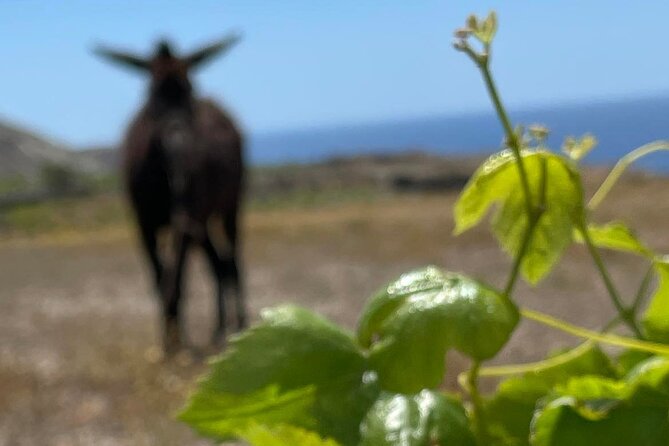 Private Wine Tour in Santorini - Final Thoughts: Is This Tour Right for You?