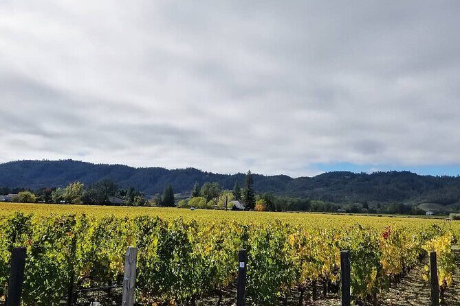 Private Wine Tour of Napa Valley - The Experience: What You Can Expect