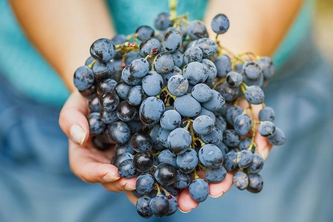 Private Wine Tour of the vineyards on the French Riviera - FAQ