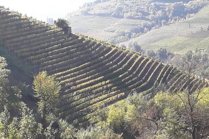 Private Winery and Vineyard Tour with Wine Tasting - Discover the Charm of Piedmont with a Private Winery Tour and Tasting