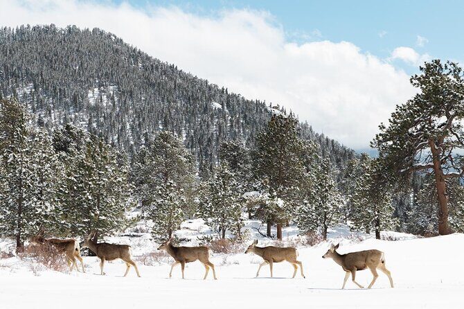 Private Winter Tour + Sledding in Rocky Mountain National Park - The Practical Side: What Makes This Tour Great for Travelers