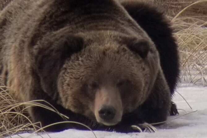 Private Wolf and Bear Watching in Yellowstone - An In-Depth Look at the Experience