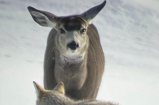 Private Wolf and Bear Watching in Yellowstone - Practical Details and Tips