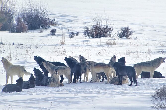PRIVATE Wolf & Wildlife Watching in Yellowstone's Lamar Valley - Who Should Consider This Tour?