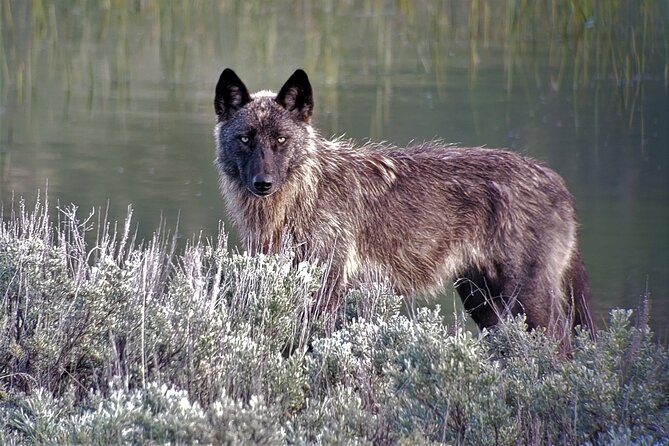 PRIVATE Wolf & Wildlife Watching in Yellowstone's Lamar Valley - The Sum Up