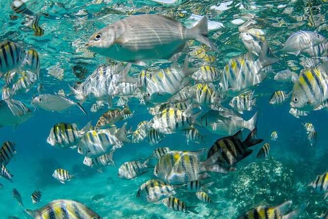 Private Yacht 48 ft Sting Ray City, Snorkel & Starfish Beach - Starfish Beach & Other Stops