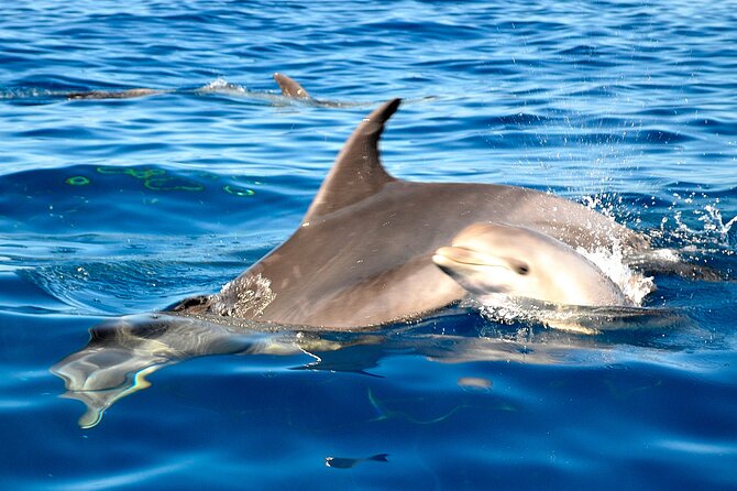 Private Yacht Excursion From Puerto Colon 3 Hours - Educational Experiences With Crew