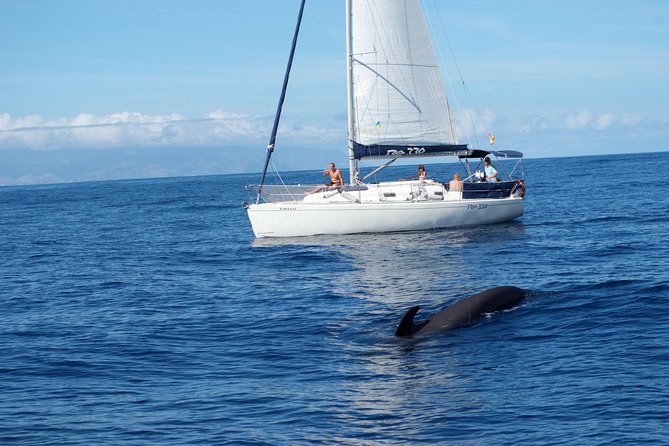 Private Yacht Tour With Whale and Dolphin Watching 33 Foot Boat - Meeting and Logistics