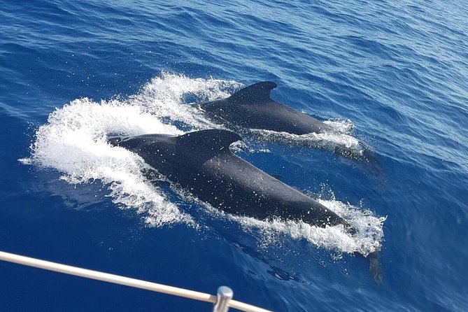 Private Yacht Tour With Whale and Dolphin Watching 42 Foot Boat - Cancellation and Reviews