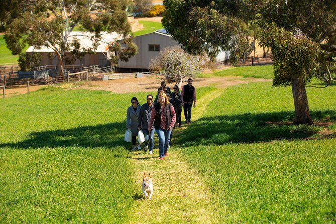Private Yalumba Wine Tour Experience from Angaston - Logistics and Value
