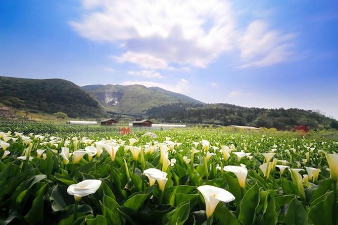 Private Yangmingshan & Beitou Tour from Taipei with Pickup - Why This Tour Offers Great Value