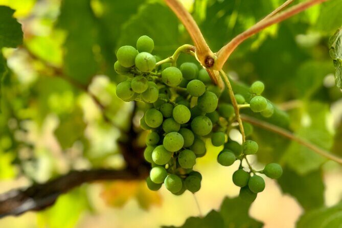 Private Yarra Valley Winery & Healesville Sanctuary Tours - Key Points