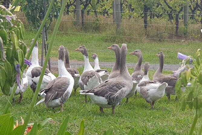 Private Yarra Valley Winery & Healesville Sanctuary Tours - Who Will Enjoy This Tour?