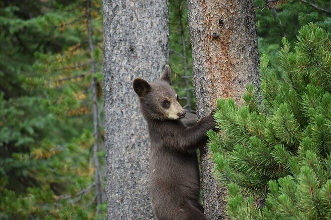 Private Yellowstone Highlights Tour - FAQs