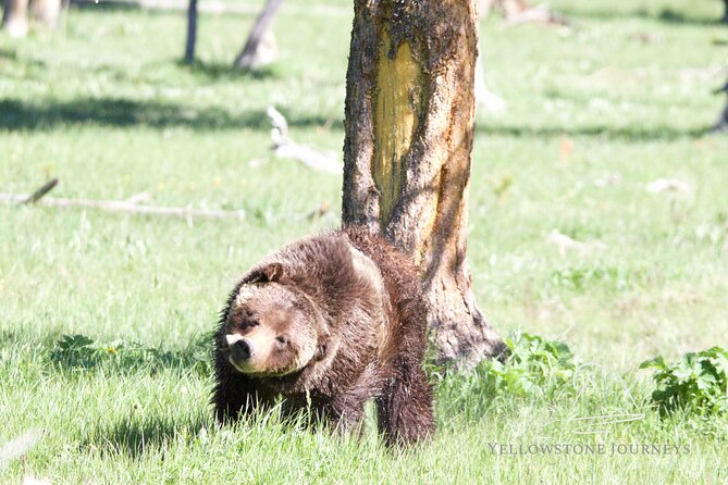 Private Yellowstone Journey from Gardiner, MT - Frequently Asked Questions
