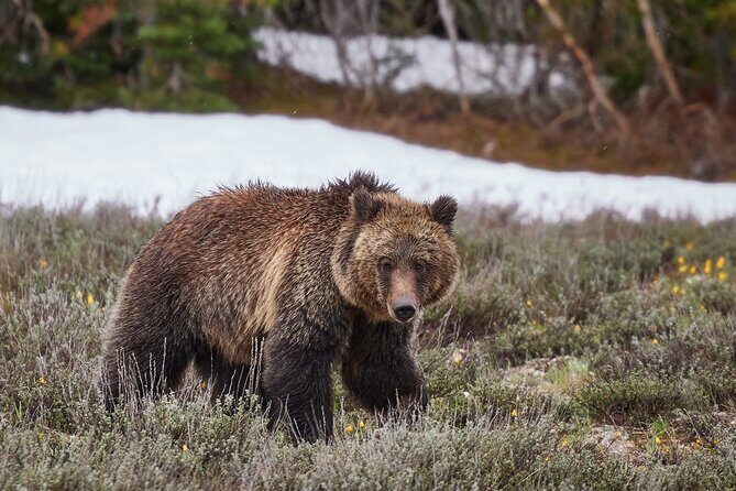 Private Yellowstone Lower Loop Tour - An In-Depth Look at the Yellowstone Lower Loop Tour