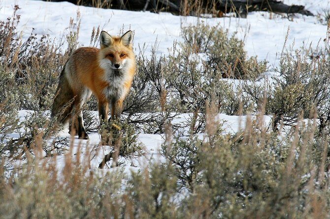 Private Yellowstone National Park Sightseeing Tour with Lunch - Lunch and Wildlife Spotting