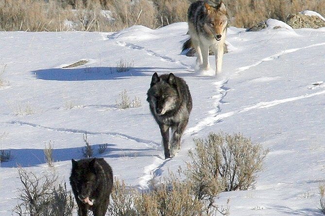 Private Yellowstone National Park Sightseeing Tour with Lunch - The Value of a Private Tour