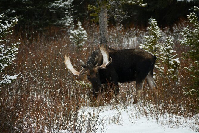 Private Yellowstone Park Van Tours from Bozeman and Big Sky - How the Itinerary is Tailored