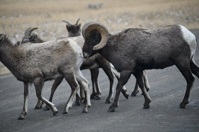 Private Yellowstone Park Van Tours from Bozeman and Big Sky - The Guide: Knowledge, Patience, and Personal Touches