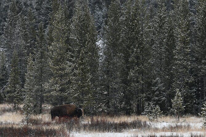 Private Yellowstone Park Van Tours from Bozeman and Big Sky - Who Would Love This Tour?