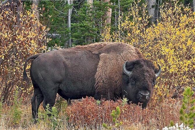 Private Yellowstone Wildlife and Photo Tours West Yellowstone - Final Thoughts: Who Will Love This Tour?