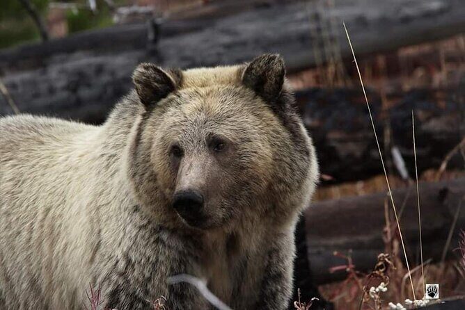 Private Yellowstone Wildlife and Photo Tours West Yellowstone - Final Words