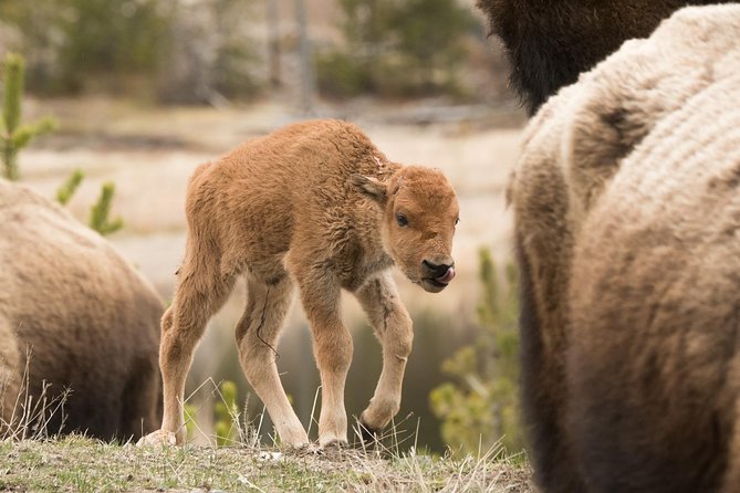 Private Yellowstone Wildlife Sightseeing Tour - Meeting and Pickup Information