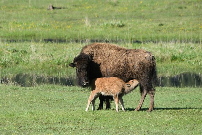Private Yellowstone Wildlife Sightseeing Tour - Pricing and Inclusions