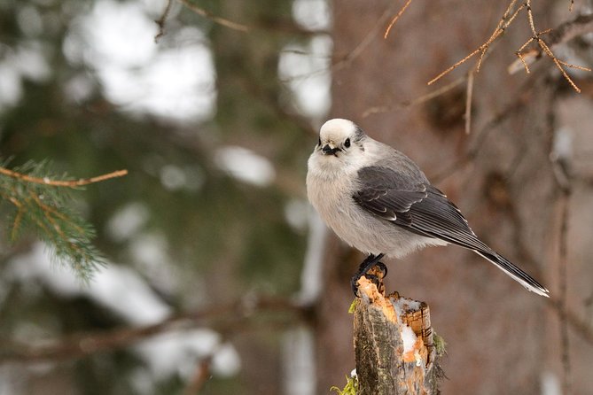 Private Yellowstone Wildlife Sightseeing Tour - Booking Policies and Accessibility