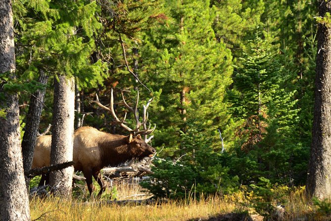 Private Yellowstone Wildlife Sightseeing Tour - Frequently Asked Questions