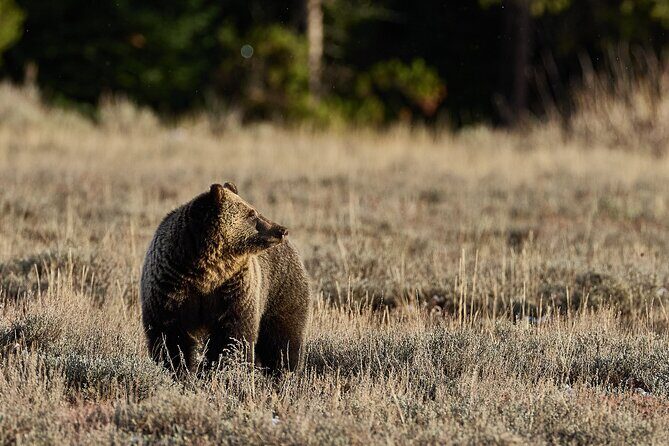 Private Yellowstone Wildlife Tours & Photo Safaris - Half Day - The Sum Up
