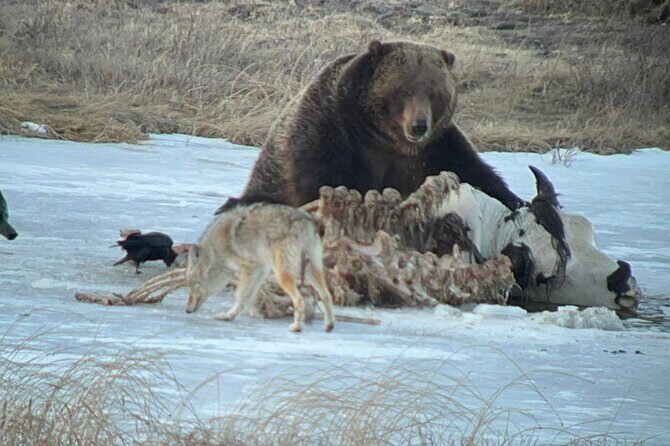 Private Yellowstone Winter Wildlife Safari Guided Tour - Final Thoughts