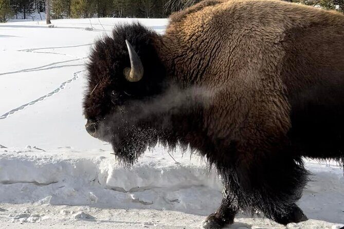 Private Yellowstone Winter Wildlife Safari Guided Tour - FAQ