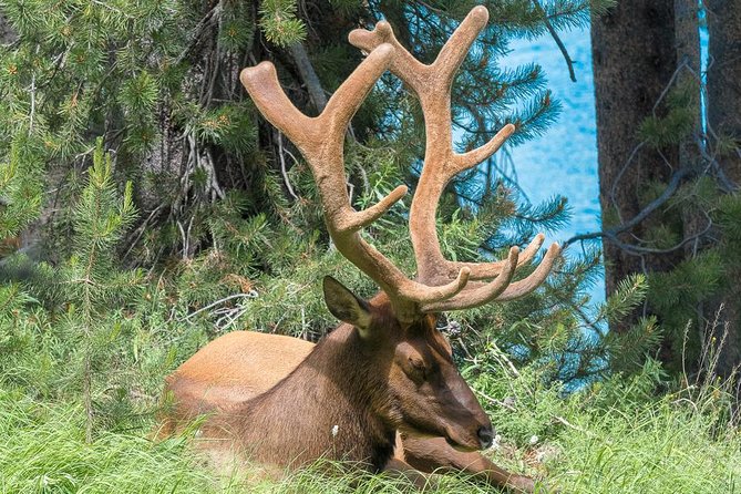 Private Yellowstone Wolf Watching & Wildlife Safari + Lunch - Scenic Picnic Lunch Included