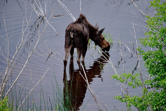 Private Yellowstone Wolf Watching & Wildlife Safari + Lunch - Accessibility and Tour Logistics