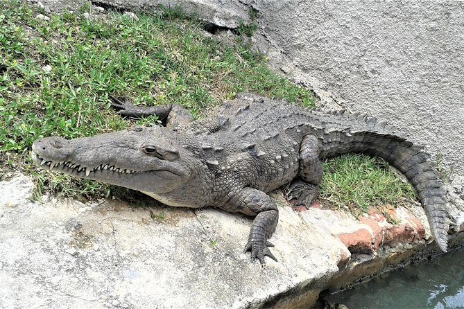 Private YS Falls and Black River Safari from Negril - An In-Depth Look at the Itinerary