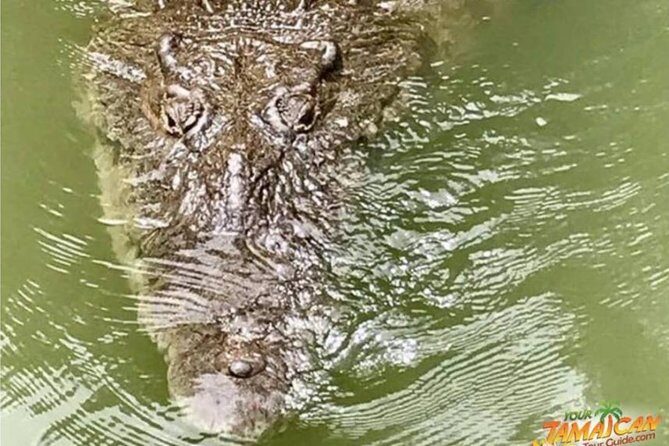 [PRIVATE] YS Falls, Black River, Pelican Bar - Entrance & Lunch - Who Is This Tour Best For?