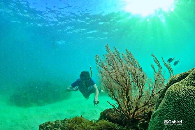 PRO-SNORKELING to Explore The Coral Jungle REEF (MAX 10 PAX) - The Sum Up: Is This Tour Right for You?