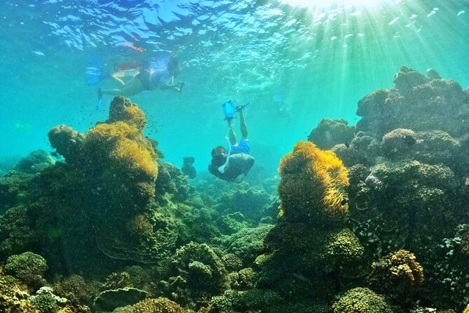 PRO-SNORKELING to Explore The Coral Jungle REEF (MAX 10 PAX) - FAQs