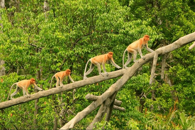 Proboscis Monkey and Fireflies River Cruise - Key Points