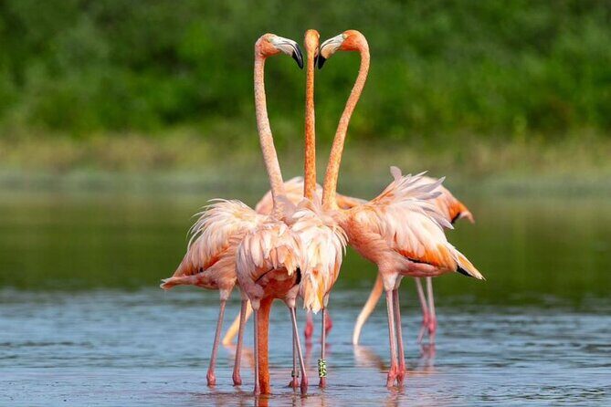 Progreso, Flamingos, Cenote, and Salt Ponds adventure from Merida - Authentic Experiences and What Travelers Say