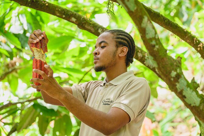 Project Chocolat Tree to Bar Tour at Hotel Chocolat Saint Lucia - The Logistics and Value