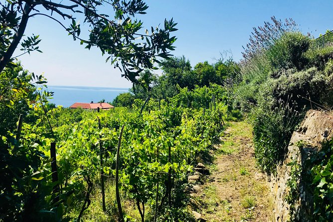 Prosecco Origins Wine Experience - Taking in the Scenic Landscapes of Contovello