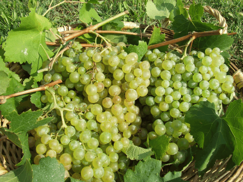 Prosecco Tasting in Countryside Winery - Who Will Love This Tour?