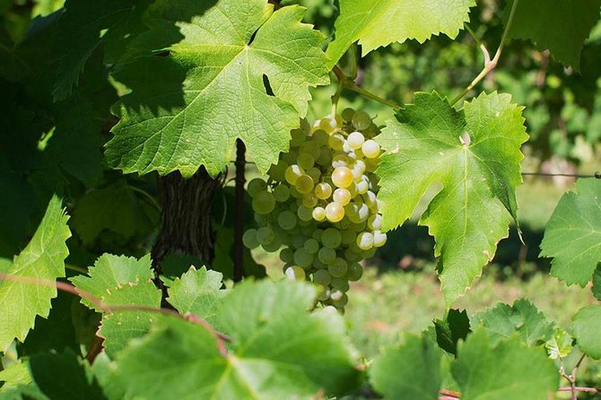 Prosecco Wine Tour. Full day from Venice - Key Points