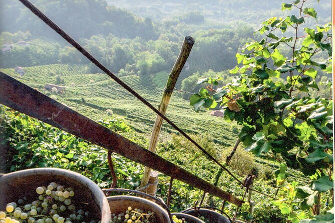 Prosecco - Wine Tour & Tasting - Full Day in the Prosecco Region - Additional Information and Recommendations